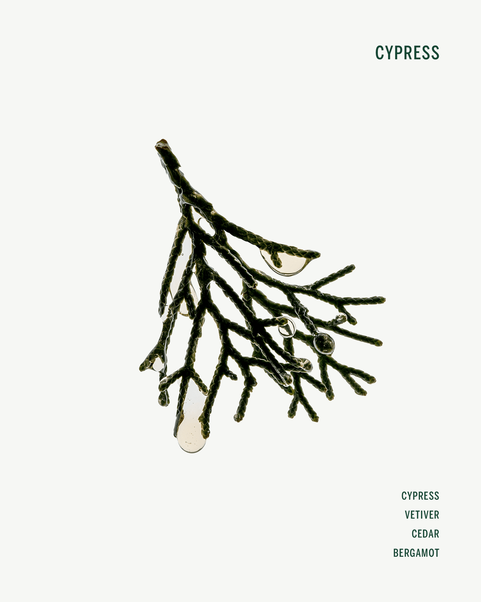 Cypress Shampoo – Credo